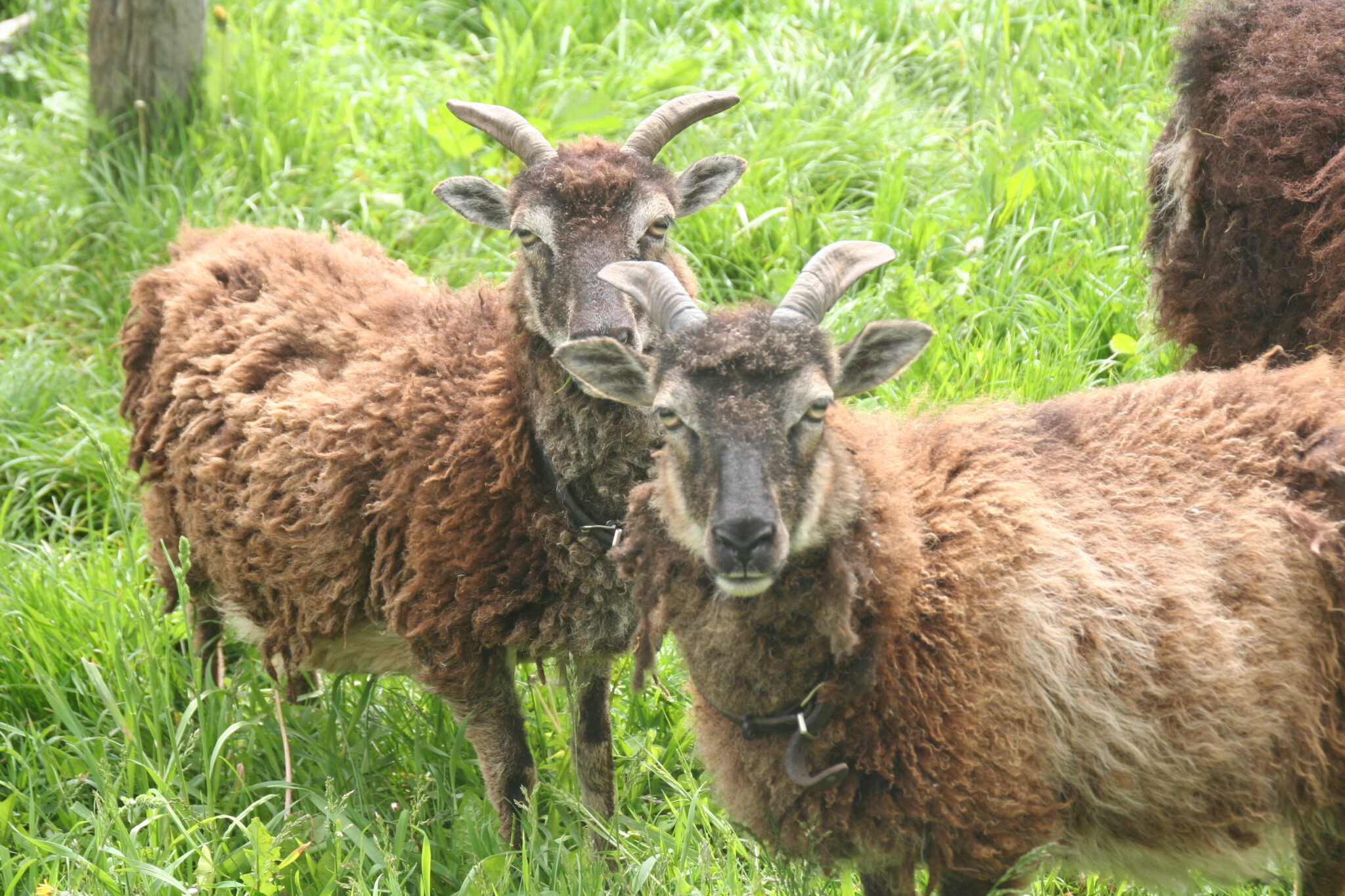 Histotainment Park Adventon